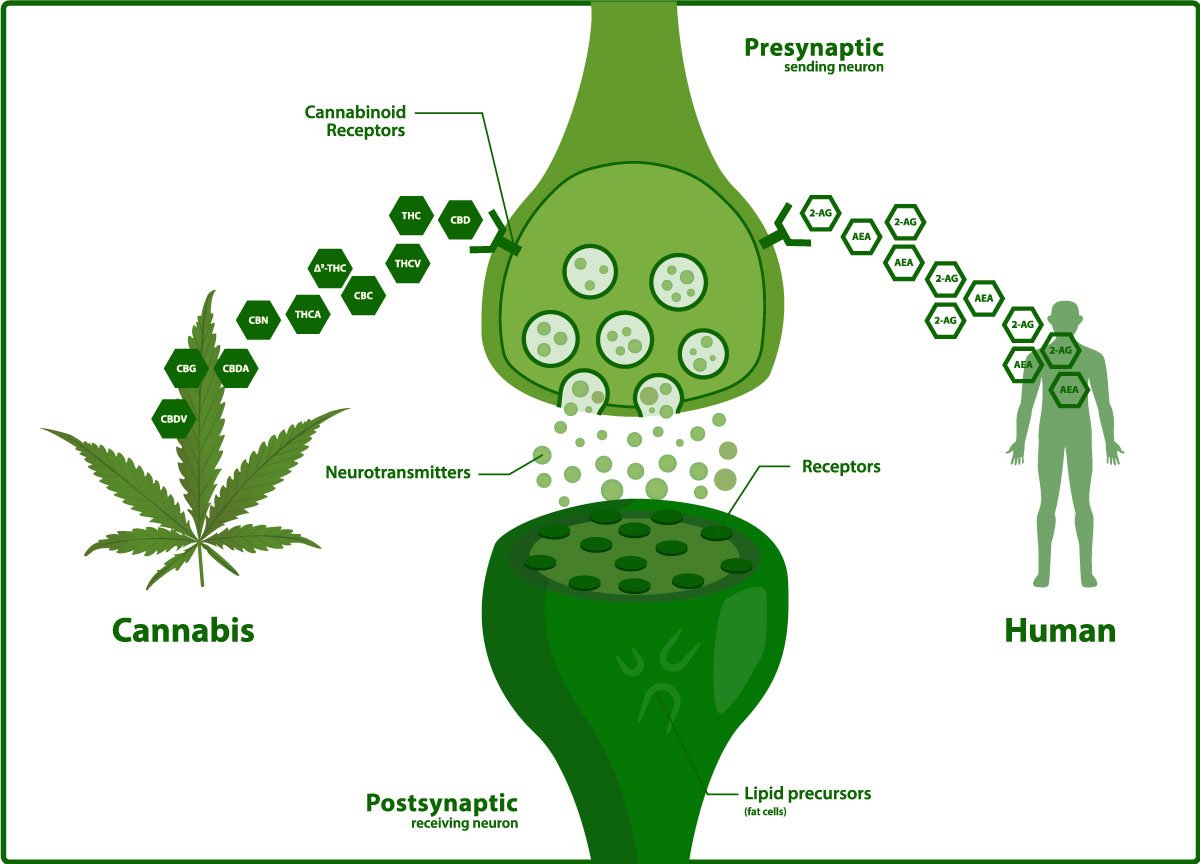 Cannabis And You FlowerMedic Medical Cannabis Cannabis And You FlowerMedic Medical Cannabis